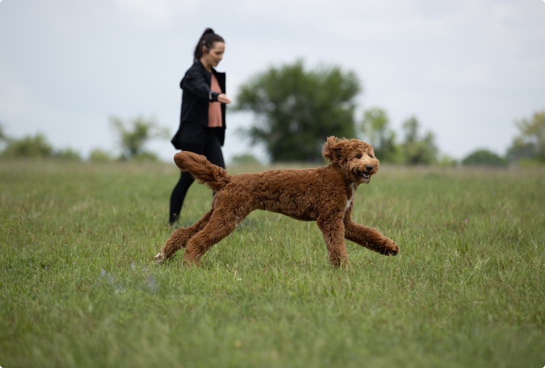 The Human-Canine Bond | Heart of the Canine