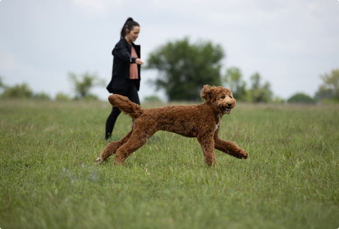 The Human-Canine Bond | Heart of the Canine